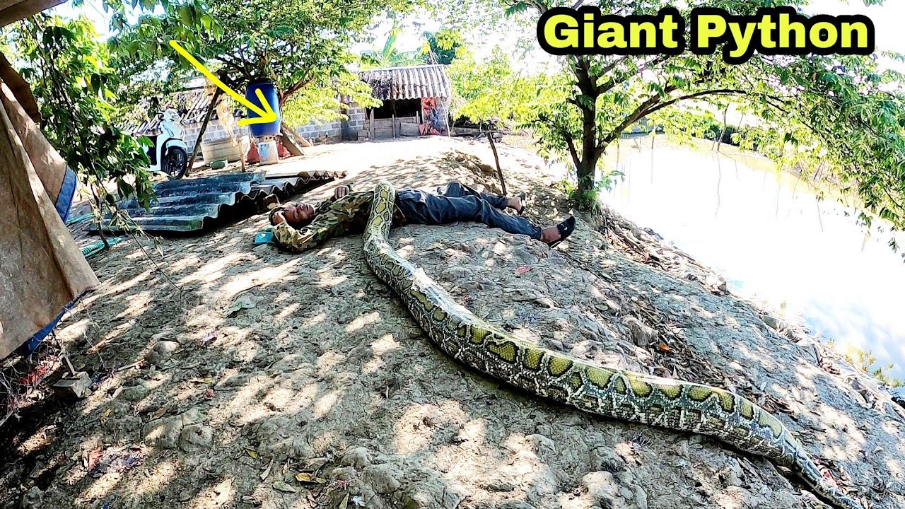 Giant Snake Attacks Sleeping Man//Giant Snake Hunter - YouTube