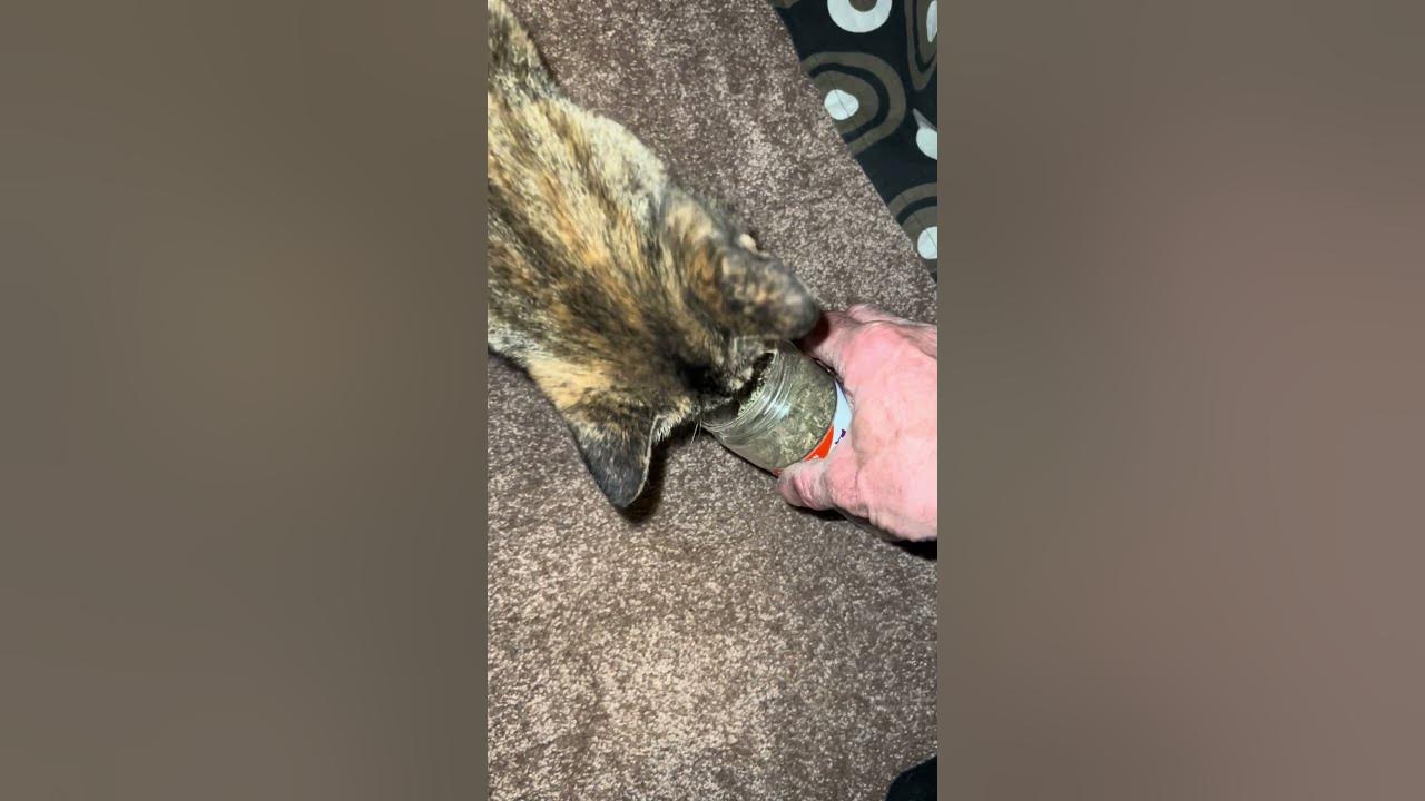 Catnip addiction be like - YouTube
