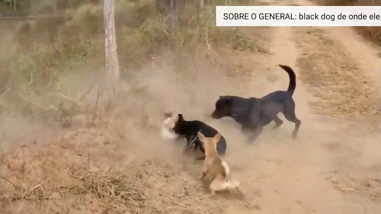 Asante ft animal challenge - YouTube