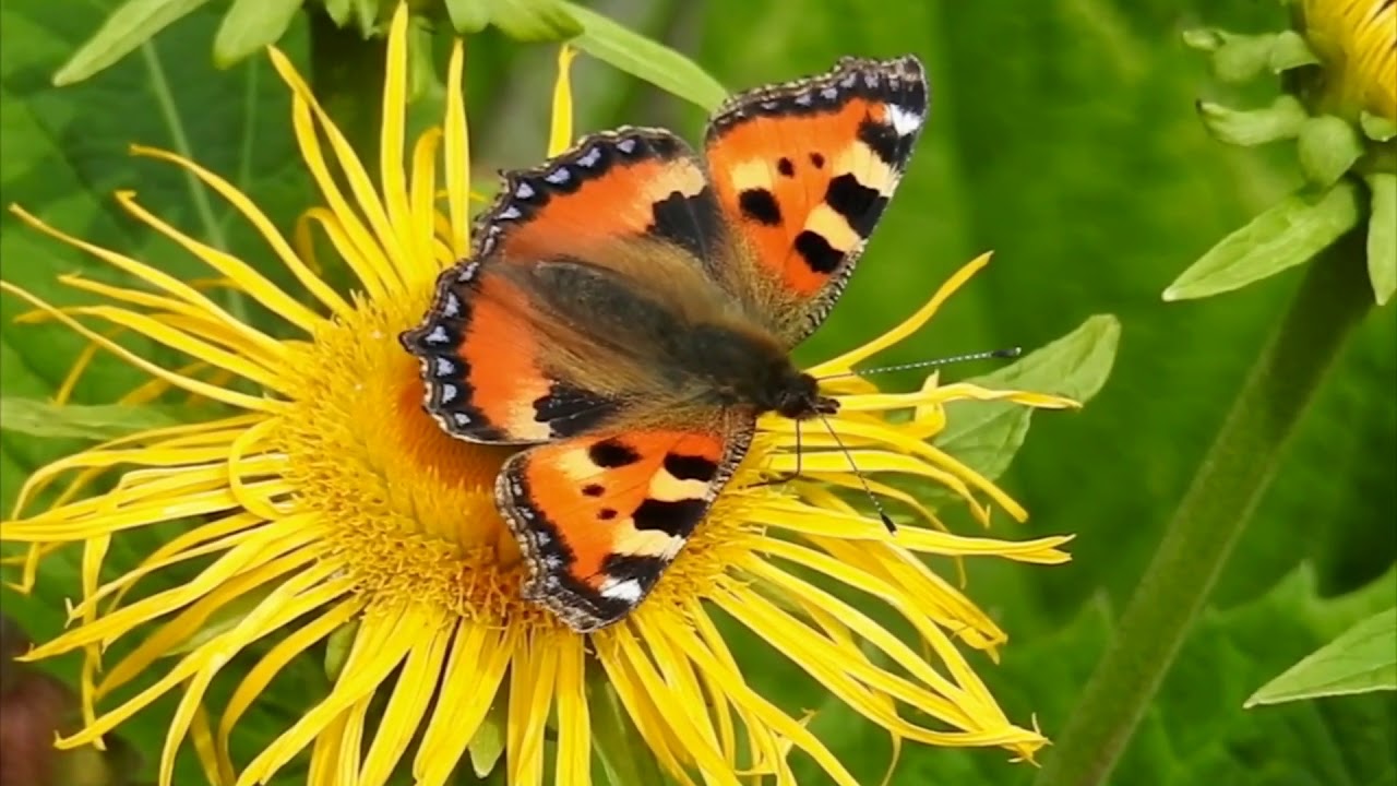 Sommerfugle - YouTube