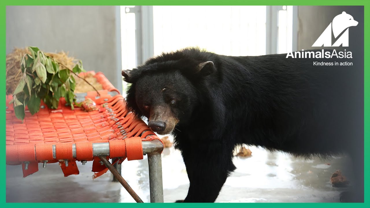 Goodbye Our Dear Moon Bear Thang Long - YouTube