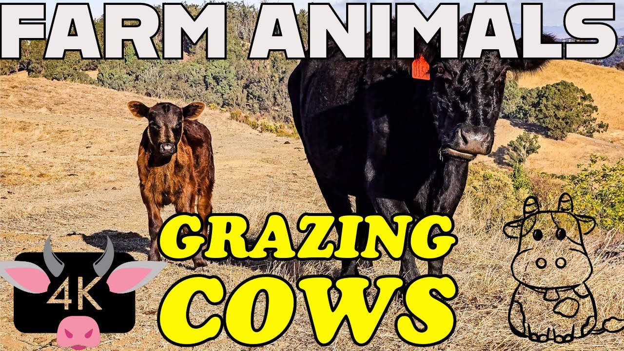Cute Pets 🐄 | Mama & Baby Cow Grazing 🐮 [4K] - YouTube