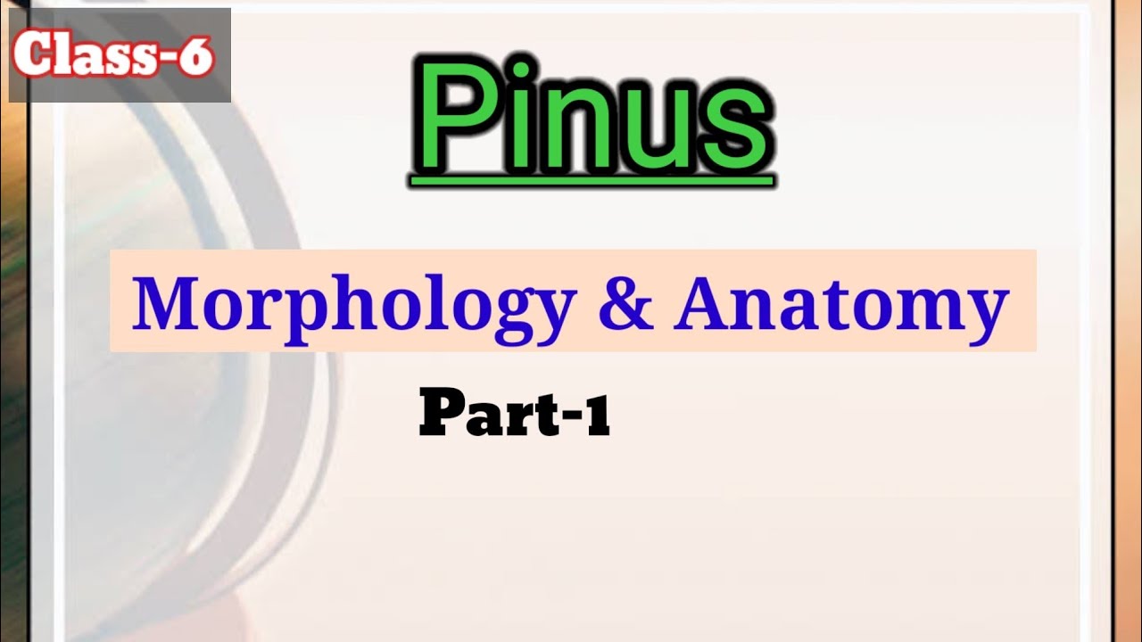 pinus - YouTube