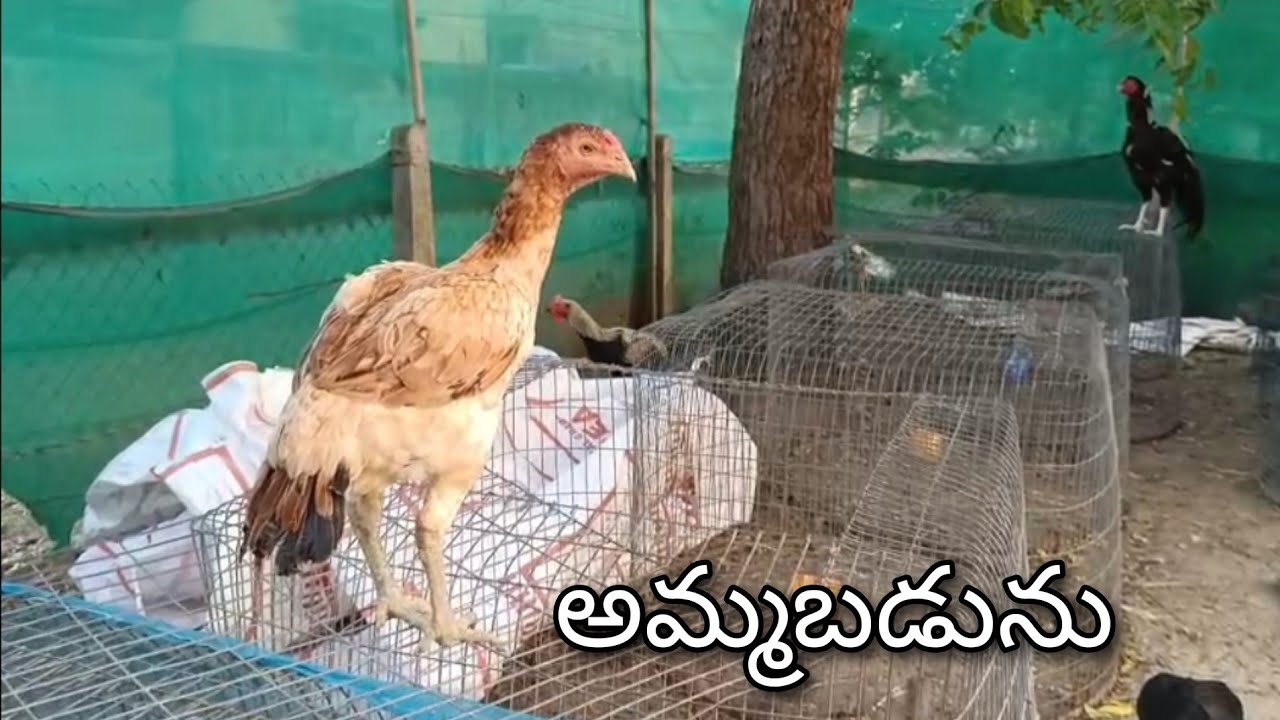 #KVR BREEDES#8977512535#peru cross chicks#chicks#patta punju#birds# ...