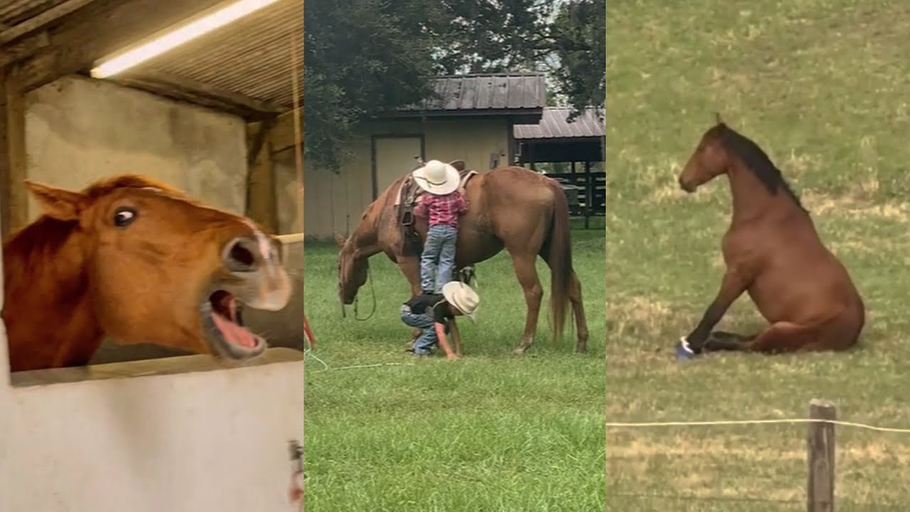 Funny and Cute Horse Videos pt 2 // compilation - YouTube