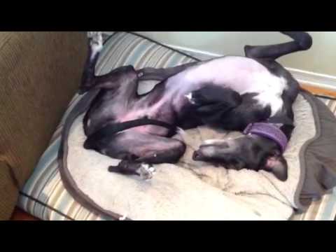 Greyhound roaching shamelessly - YouTube