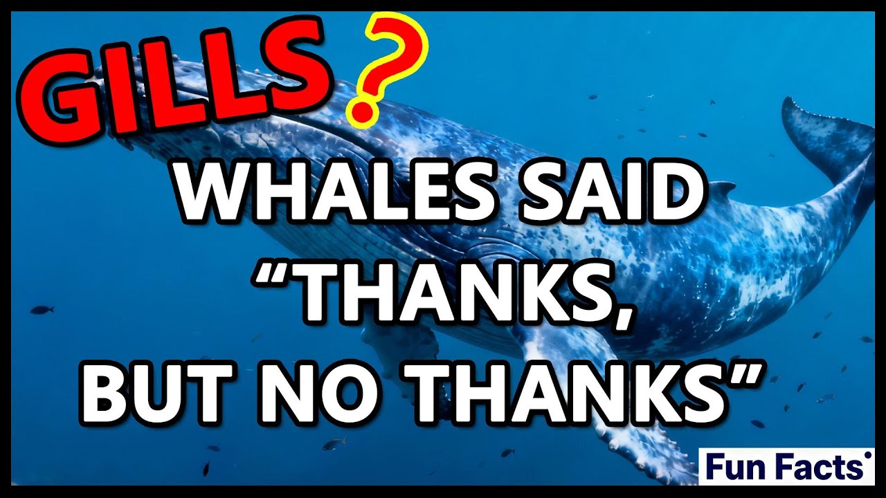 Whales looked at gills and went: “Nah, I’m Good” - YouTube