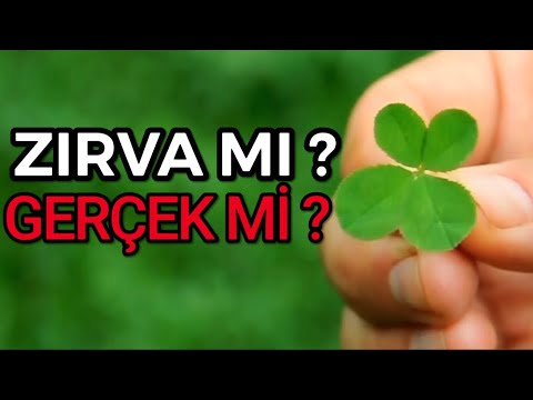 DÖRT YAPRAKLI YONCA ŞANS GETİRİR Mİ ?