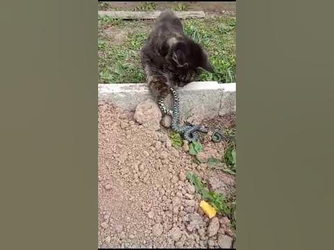 Змееловка - YouTube