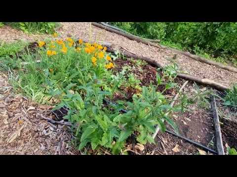 What Does Officinalis Mean In Botany