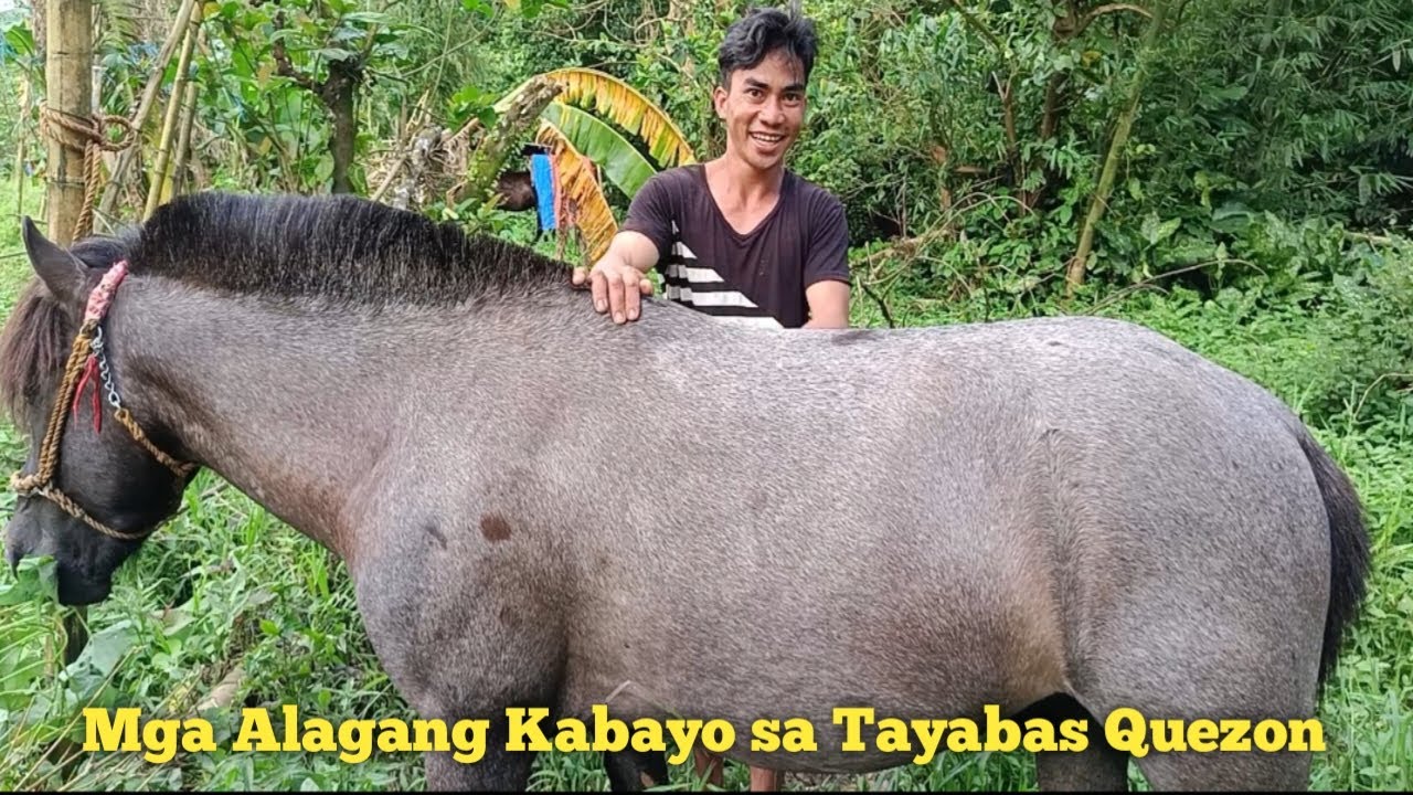 Mga Alagang Kabayo gamit pagkakarga sa Quezon - YouTube