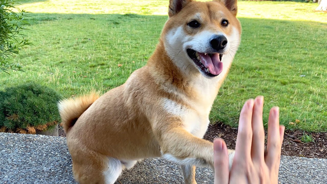 Shiba Inu's Morning Routine | Super Shiba - YouTube