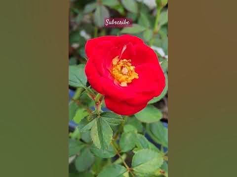 Mini Rose 🌹 #flowers #roses #shorts - YouTube