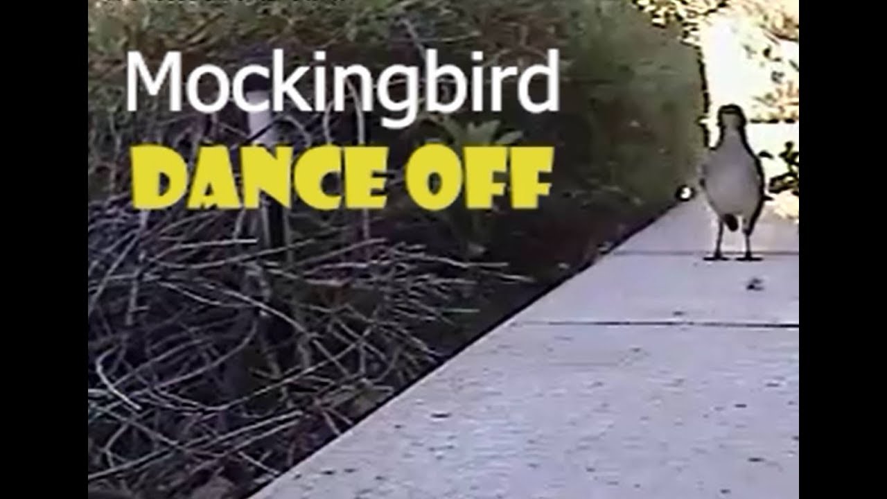 Mockingbird Dance Off - YouTube