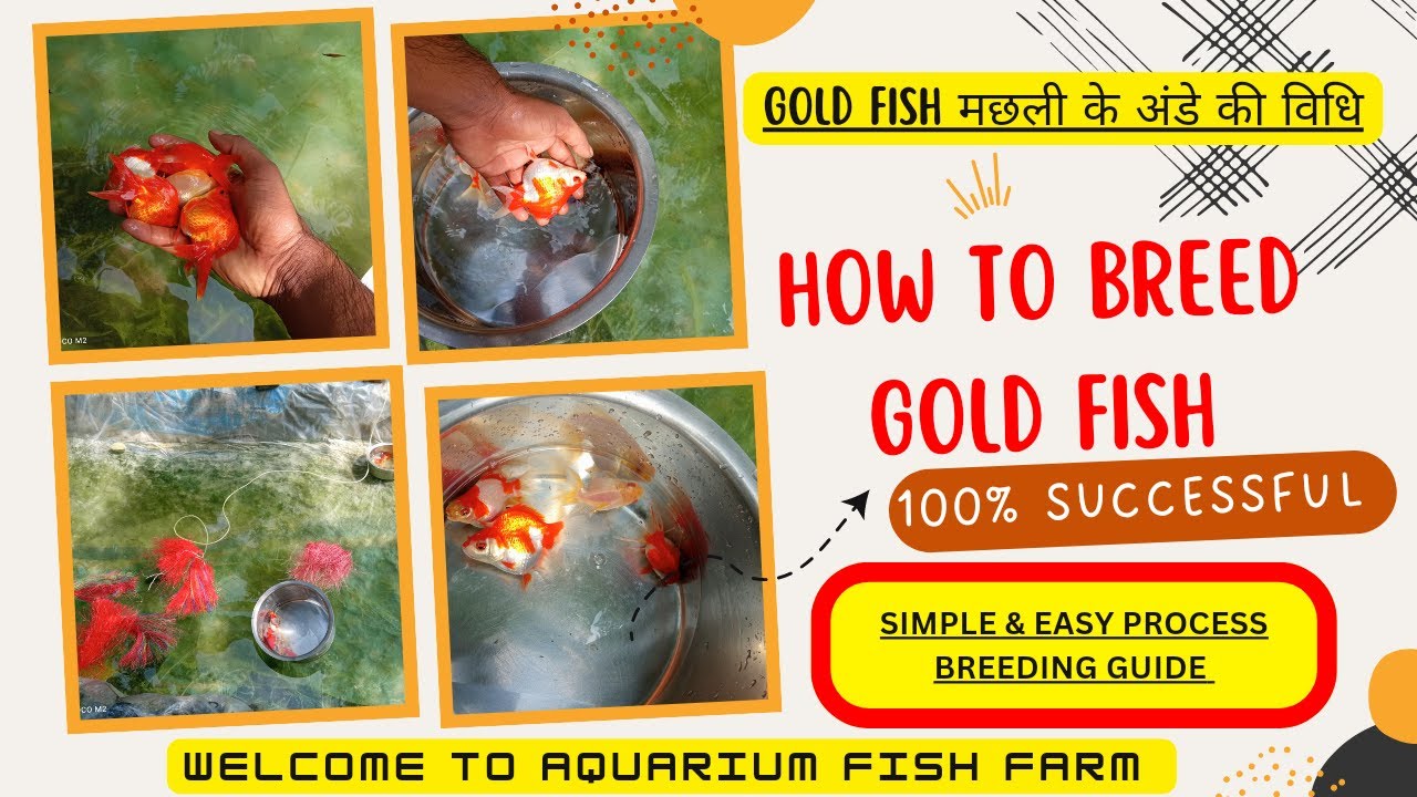 HOW TO GOLDFISH BREED 100% SUCCESSFUL SIMPLE & EASY PROCESS BREEDING ...