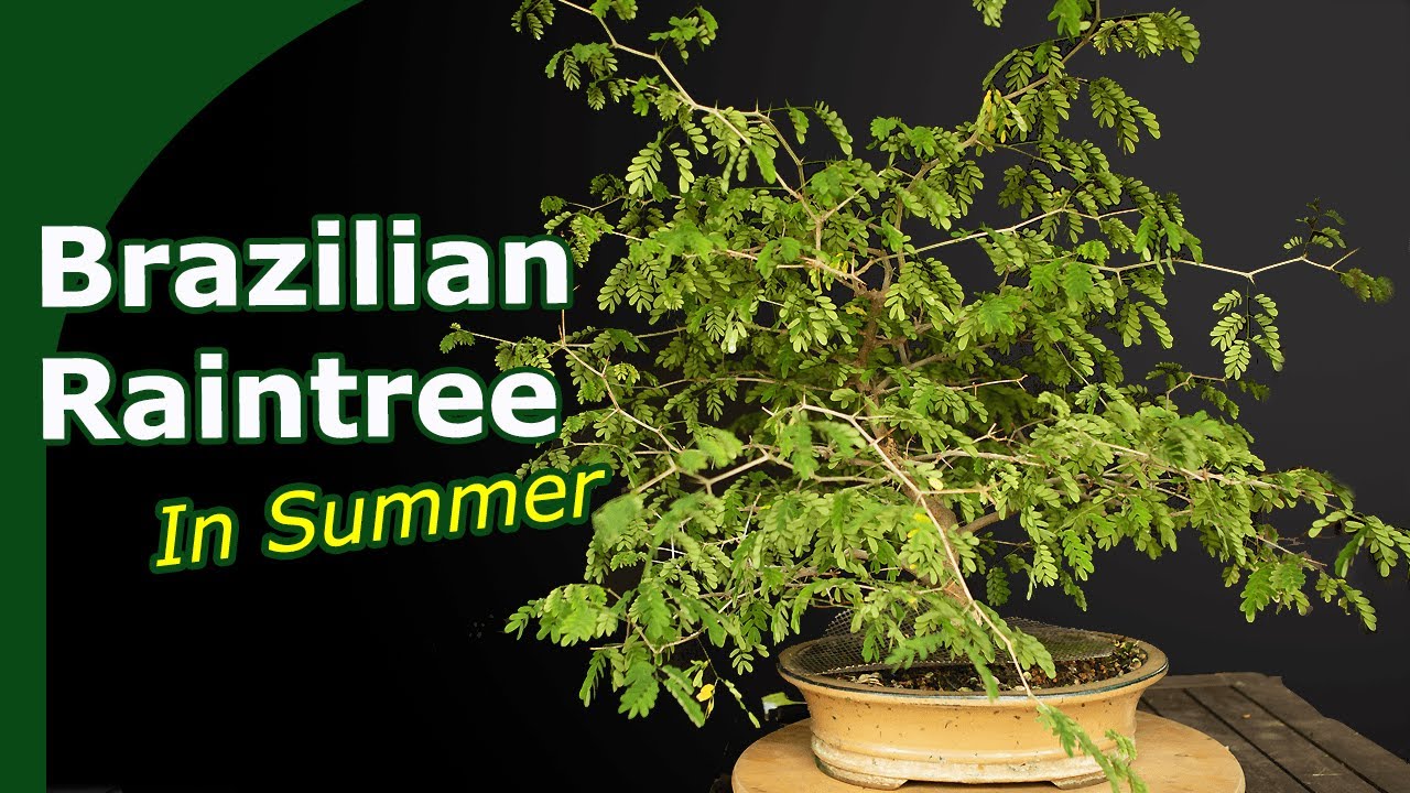 Brazilian Raintree Bonsai Session: Shaping, Repotting & Propagating ...