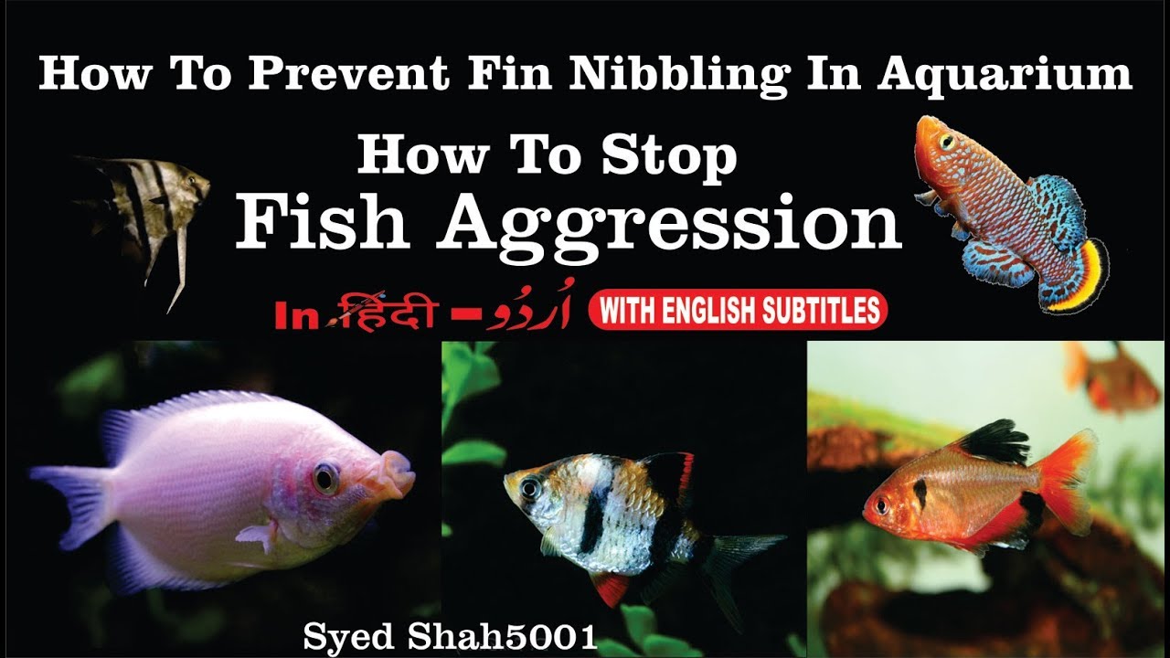 How To Prevent Fin Nipping #How to Stop Fish Aggression - YouTube