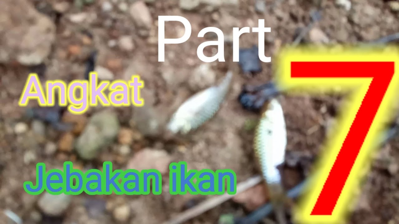 ANGKAT JEBAKAN IKAN, PART 7 - YouTube