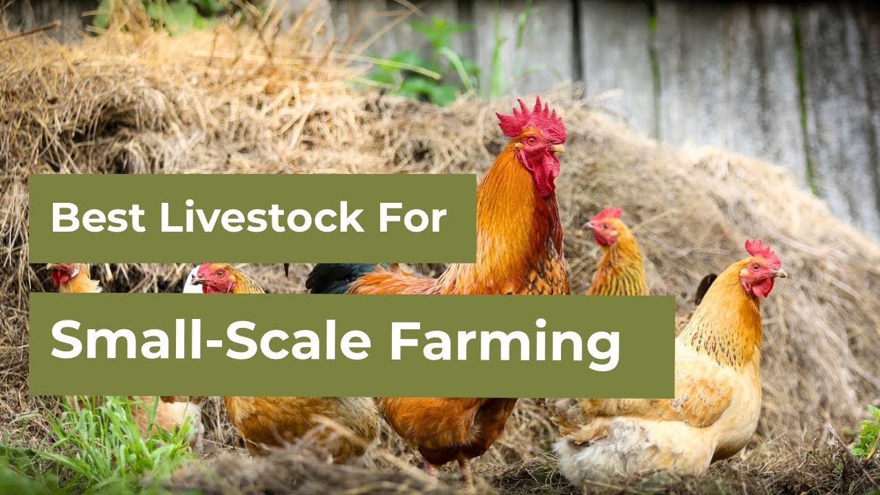 Top 5 Livestock for Small-Scale, Backyard Farming - YouTube