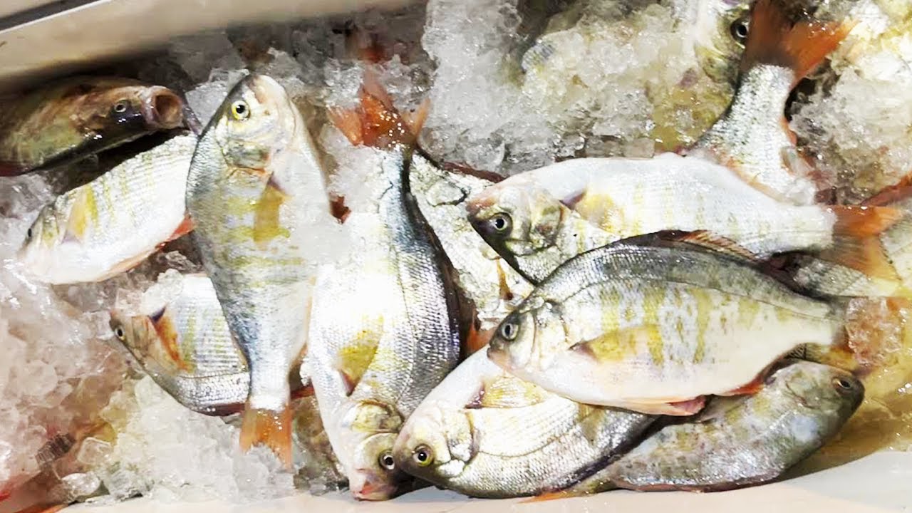 Coastal Fishing for Surfperch: Catching Surf Perch on the Oregon Coast ...