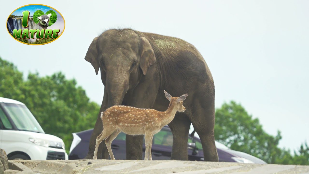 ELEPHANT AND ROE DEER THOUGHT ABOUT THE ETERNAL.. ELEPHANT GAMES. 🐘🐘 ...