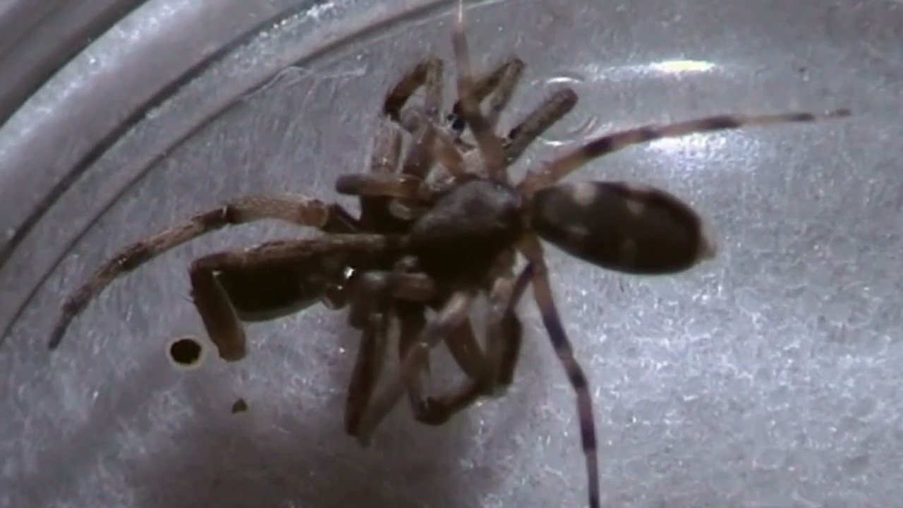 White Tailed Spider vs Wolf Spider - Epic Bug War - YouTube