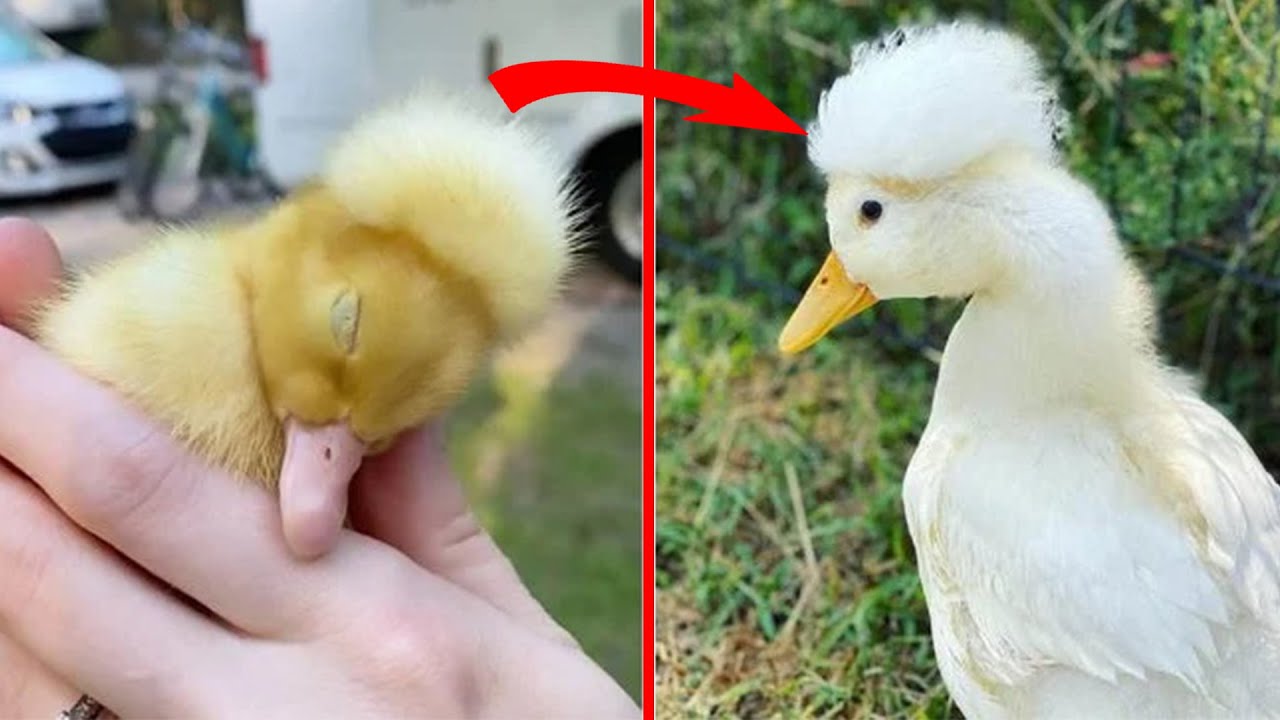 Pato con necesidades especiales al que nadie quería, encuentra una ...