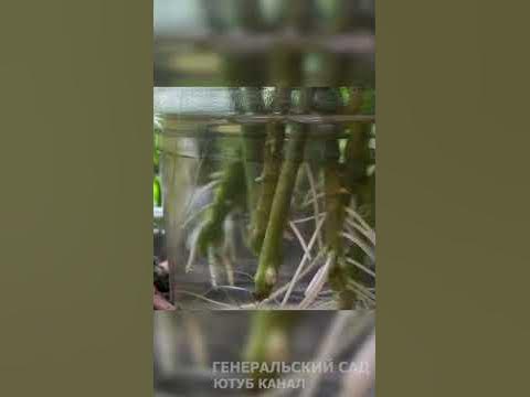 Мощнейший Образователь Корней у Всех Черенков! Натурально Своими Руками ...