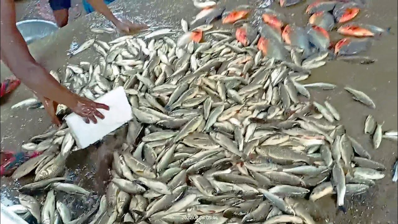 Fish Market || Krishnai Assam🙋 - YouTube