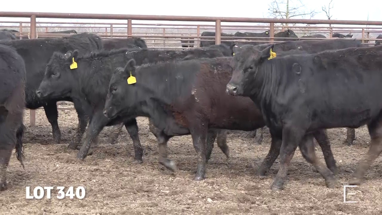 Ogden Angus Ranch LOT 340 - YouTube