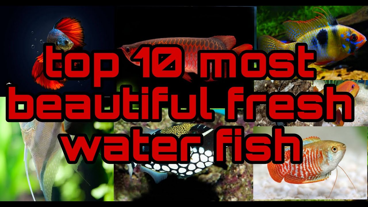 Top10 most beautiful😇 fresh water fish in a World👀| for pets lover's ...