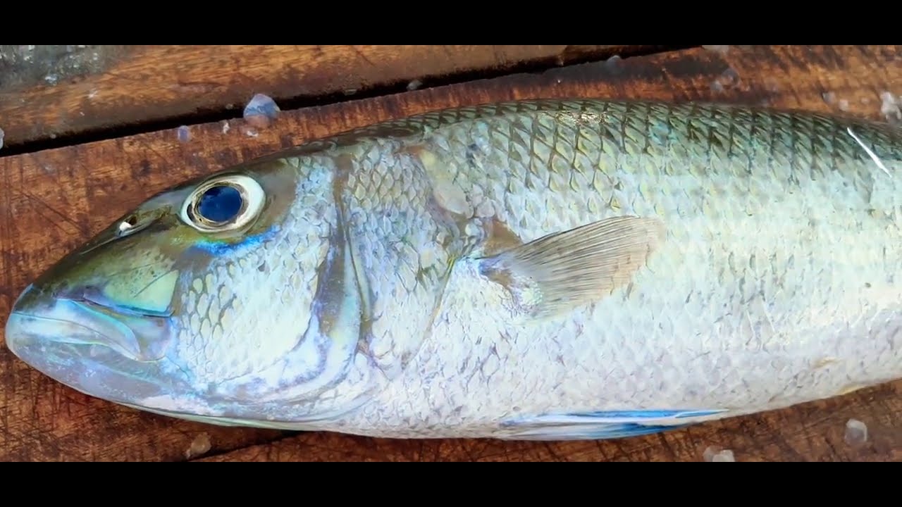 GREEN JOBFISH CUTTING | FRESH FISH CUTTING SKILL | දිව්ලා - YouTube
