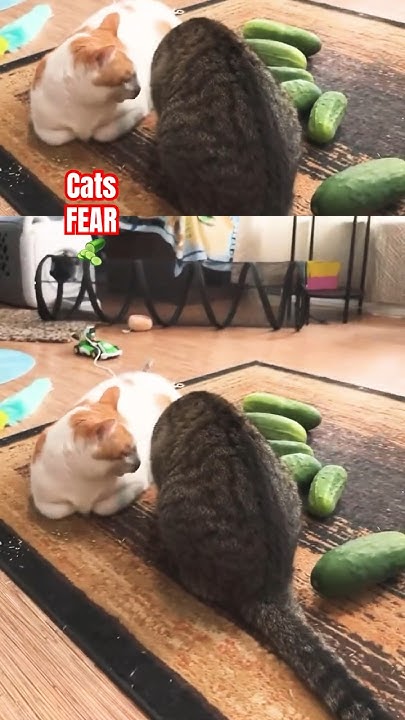 FACT OR CAP?? CATS ARE SCARED OF CUCUMBERS ?? #shortscat #shortsfeed ...