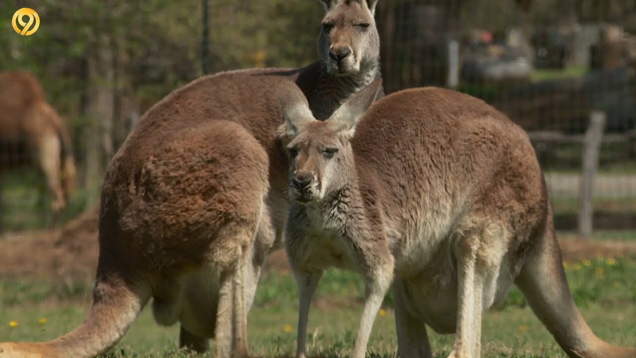Road Trippin' | Kangaroos in Cartersville, Georgia? - YouTube
