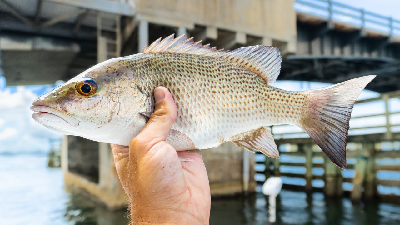 Fishing Under Bridges for Inshore Mangrove Snapper - EASY Technique ...