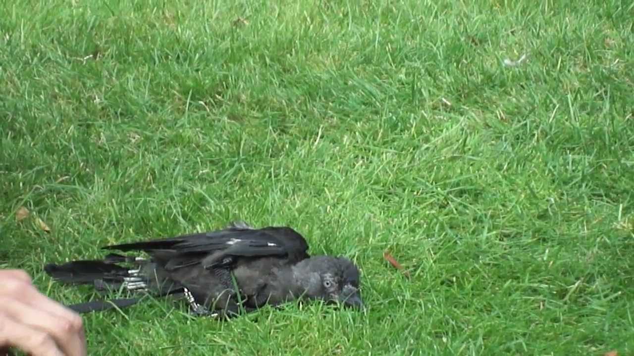 Jackdaw Playing Dead! - YouTube