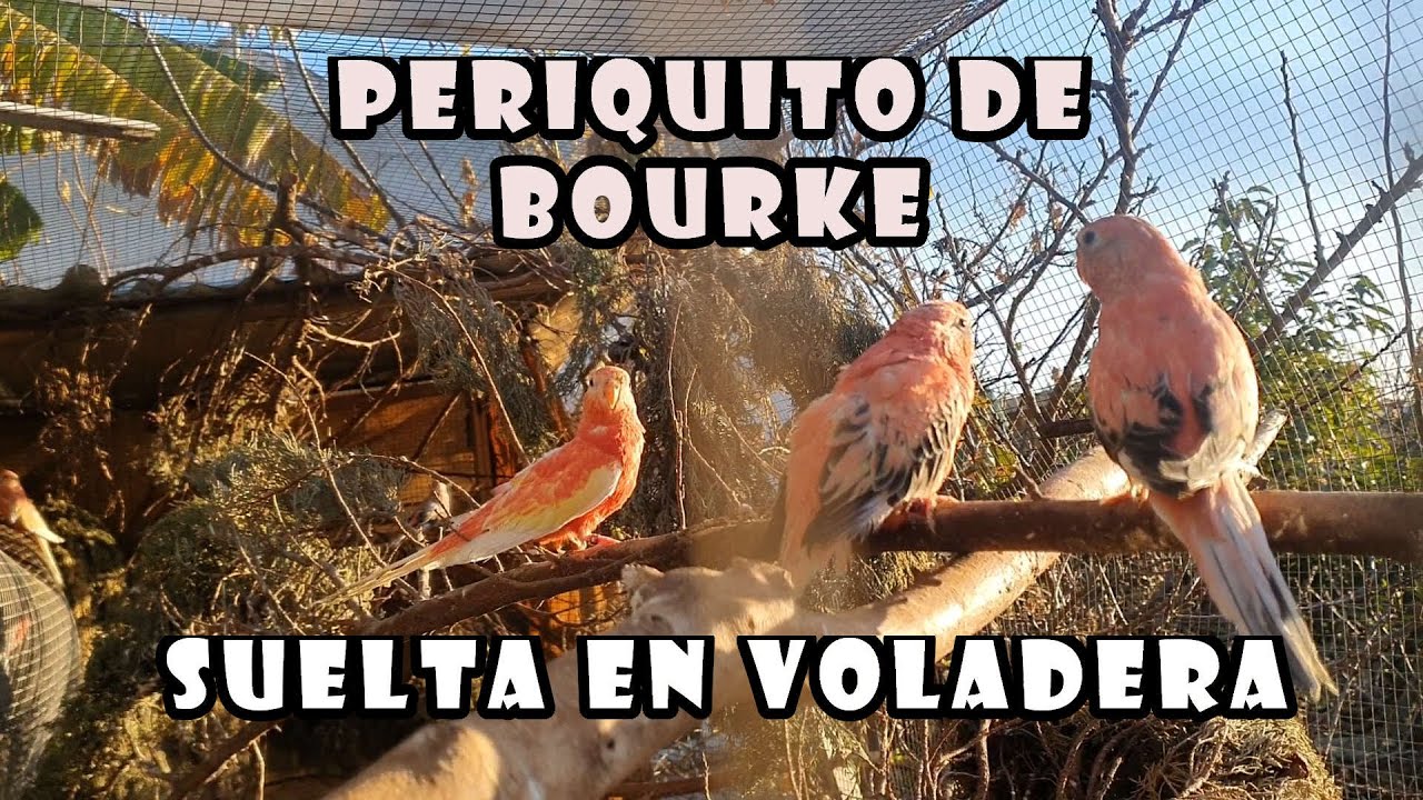 PERIQUITOS de BOURKE. Suelta en VOLADERA - YouTube
