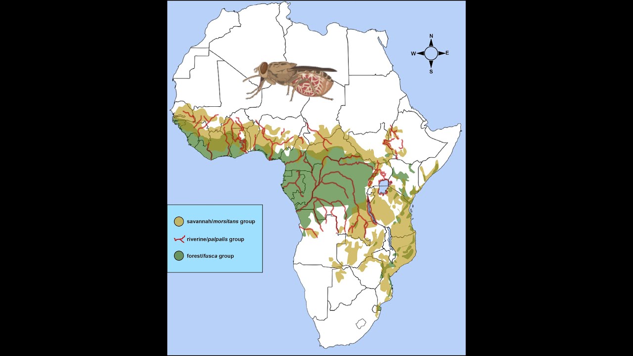 The Tsetse Fly A vector of the neglected tropical disease – African ...