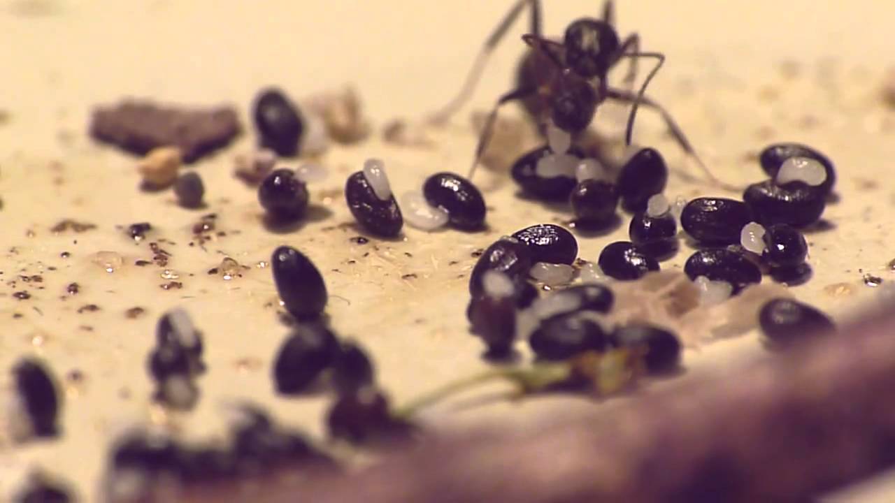 Formica fusca - gathering seeds - YouTube