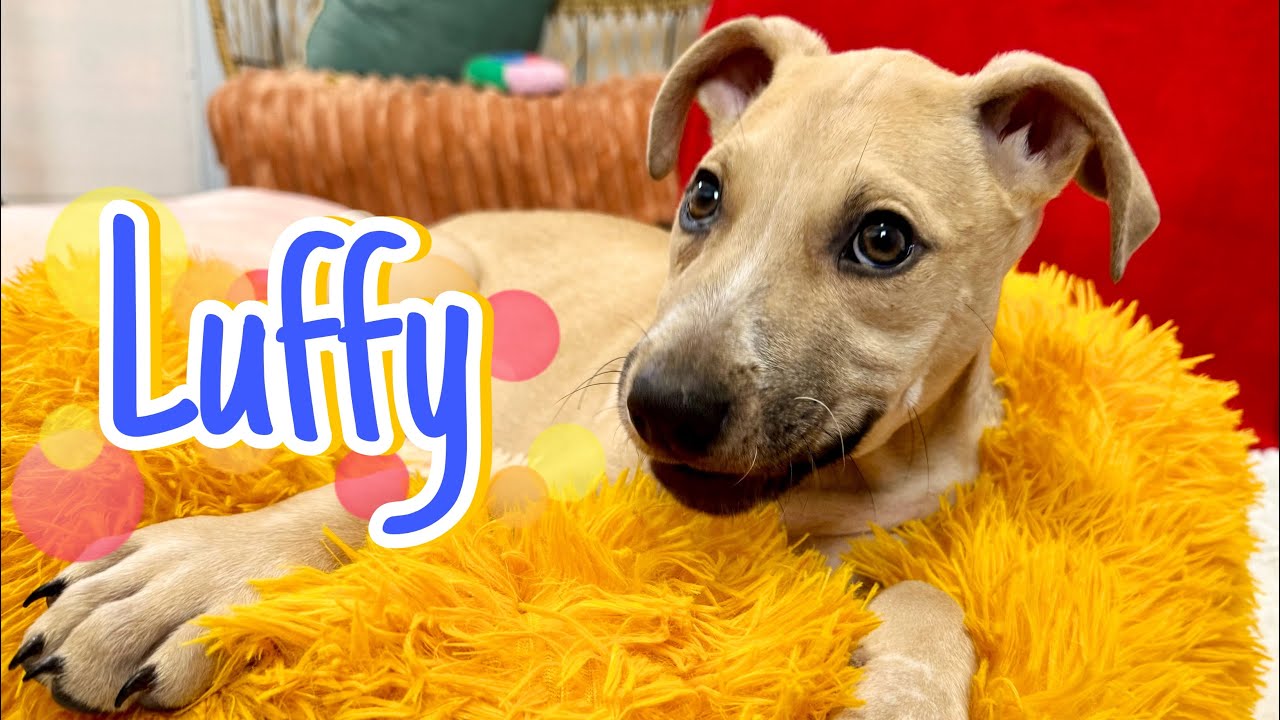 Lovable Luffy is the perfect puppy for you! 💛🐾 - YouTube