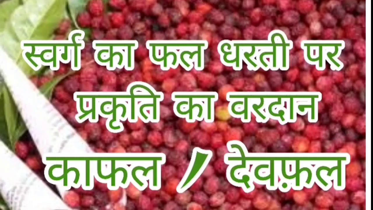 Kafal |काफल|कटफल|देवफल| Bey berry|Dev fal |Benefits|kk only ...