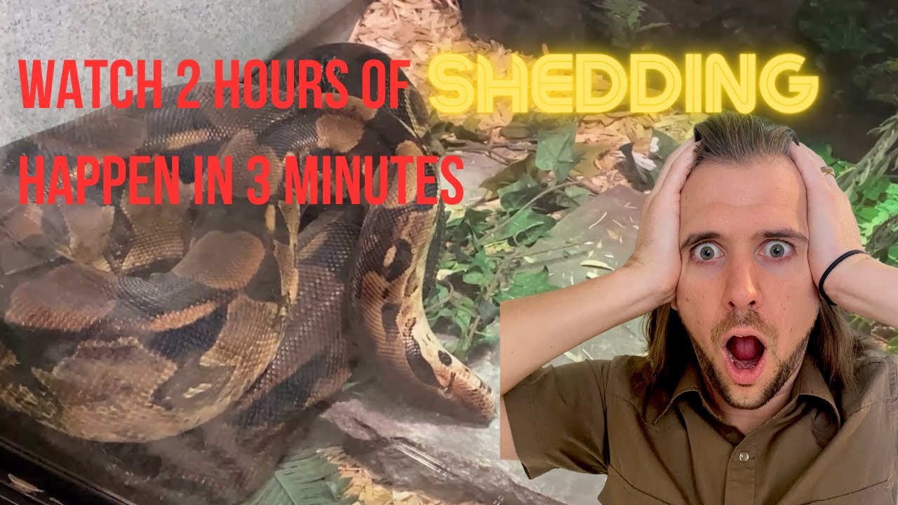 The BEST shedding video ever! Boa Constrictor - YouTube