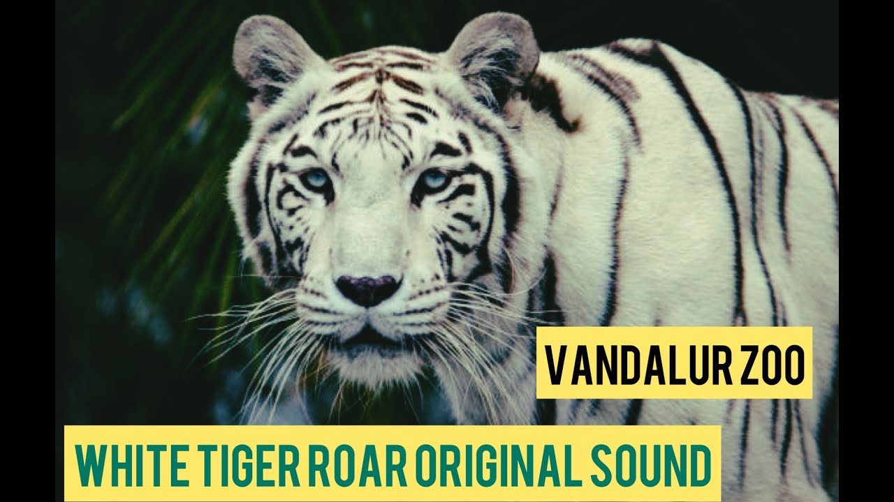 Tiger roar in national park #tiger #animals # tiger sound #roar # ...