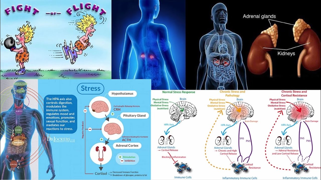 Andrew Bartzis - Your Body Pt3 - Affect of Fear, Adrenals, Fight Flight ...