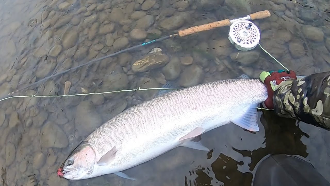 Second Steelhead!!! Feisty! Kispiox Steelhead fly fishing - YouTube