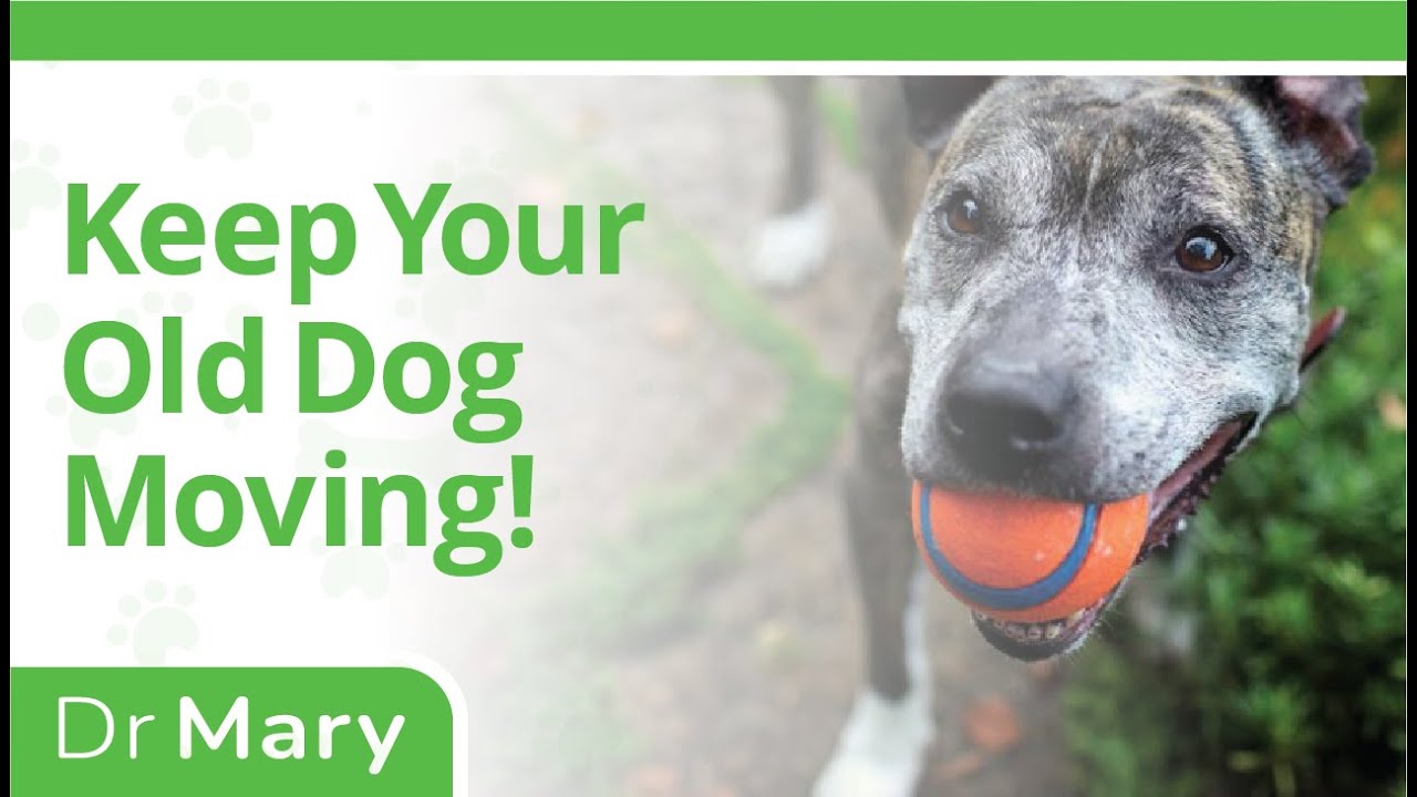 Keep Your Old Dog Moving! - YouTube
