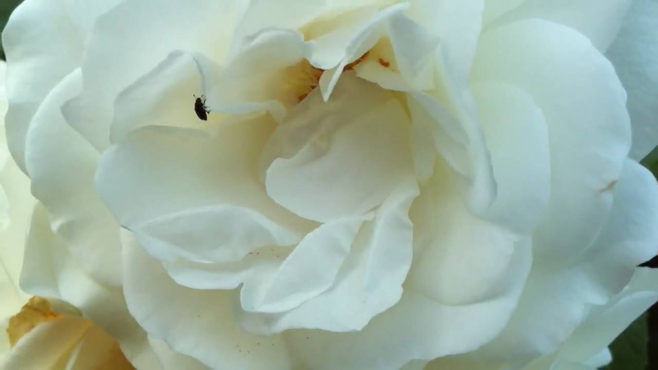 Sample Video from the new iPhone 4 - 720P HD