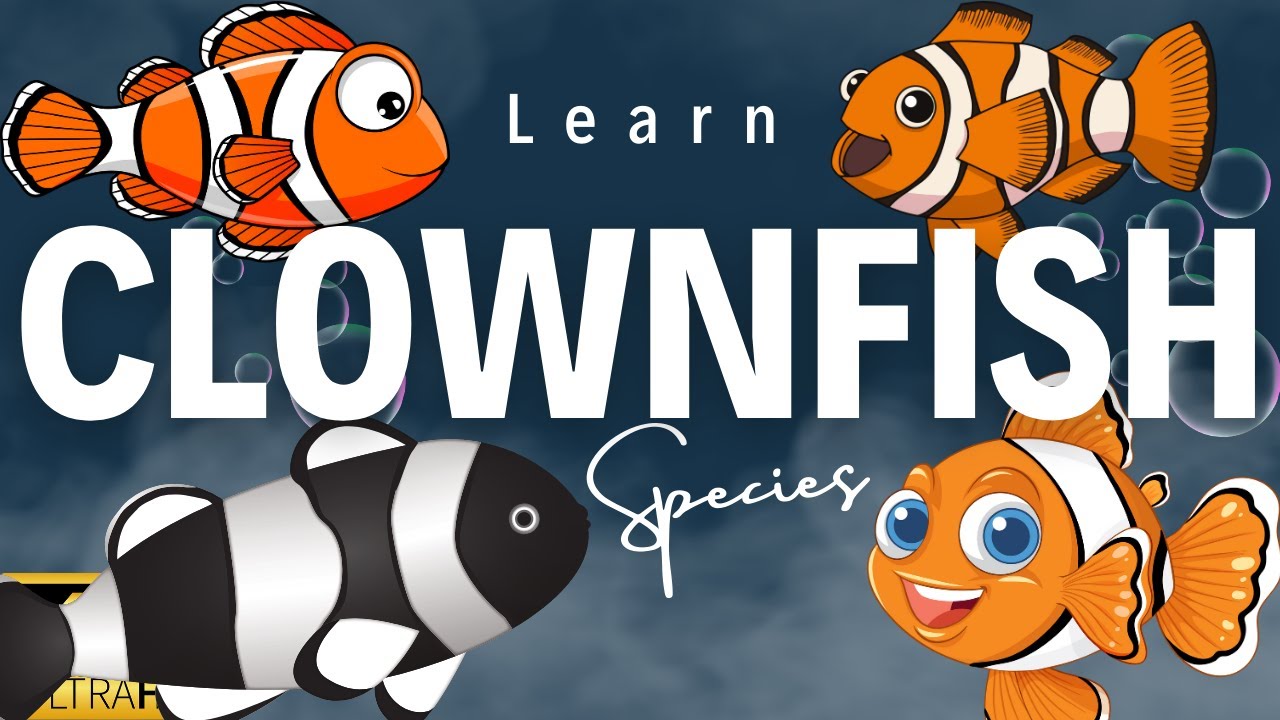 Clownfish species learning video for kids- Sea Animals for kids - YouTube