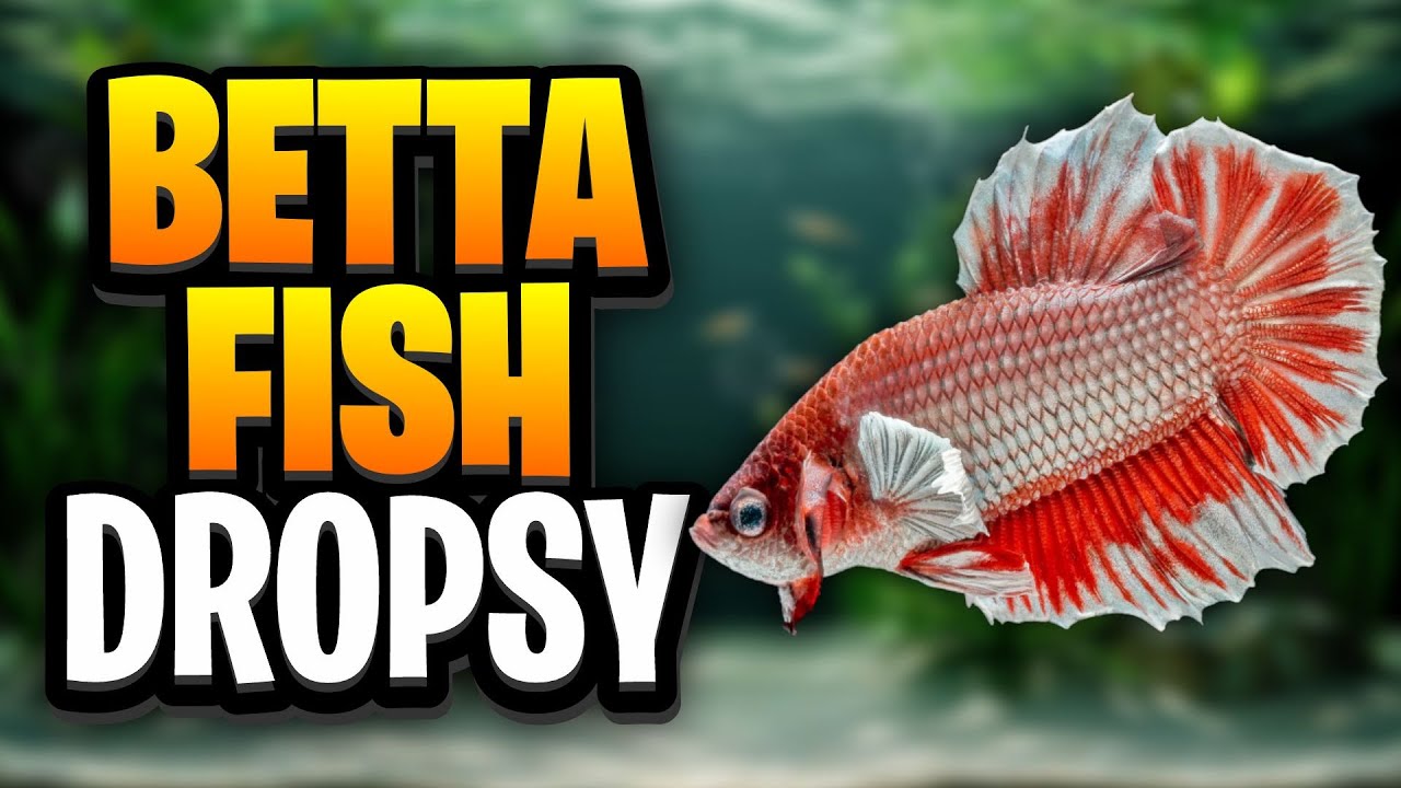How I Cured Dropsy In My Betta Fish Within 30 Days! - YouTube