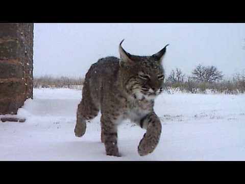 Bobcat Family Inhabits Historic Building - 4 - YouTube